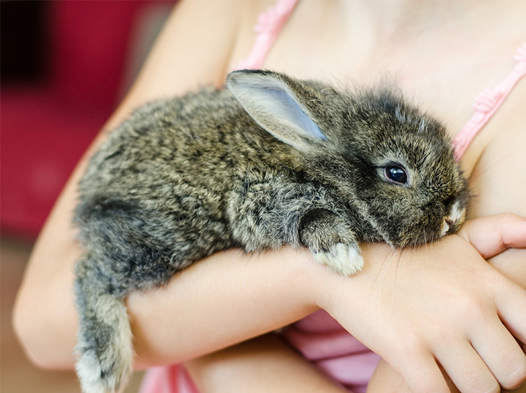 Baby Farm Animal Photos | Twin Cities Spring Babies Festival